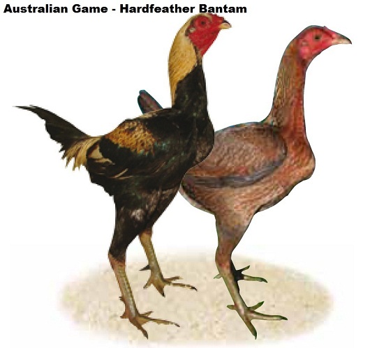 australian-game | The Opinionated Gamers